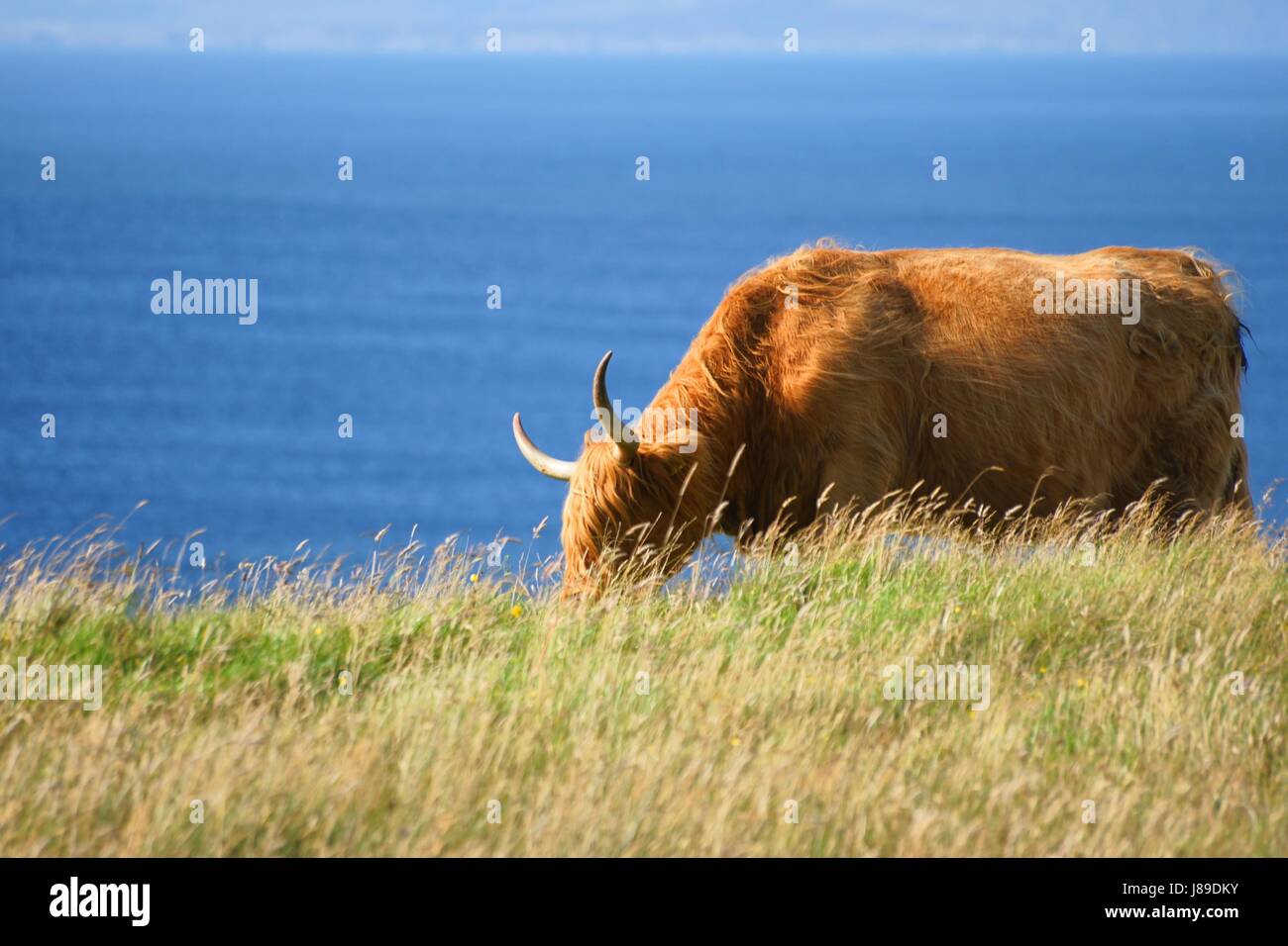 Draught cattle hi-res stock photography and images - Alamy