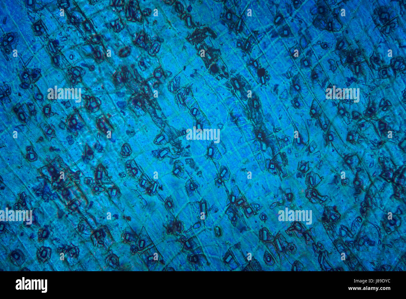 Microscopic Patterns