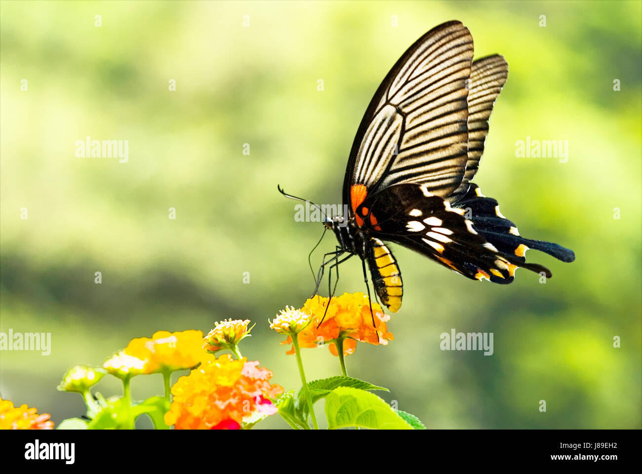 close, motion, postponement, moving, movement, beautiful, beauteously ...