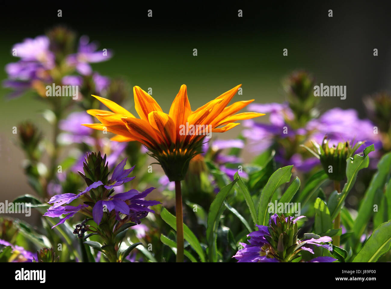 colors of nature ii Stock Photo - Alamy