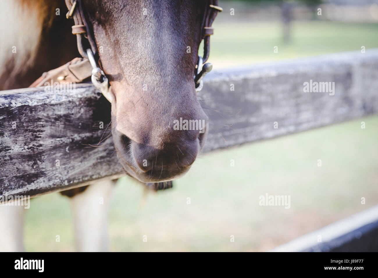 Close up and selective focus on horse muzzle with chin groove lay on ...