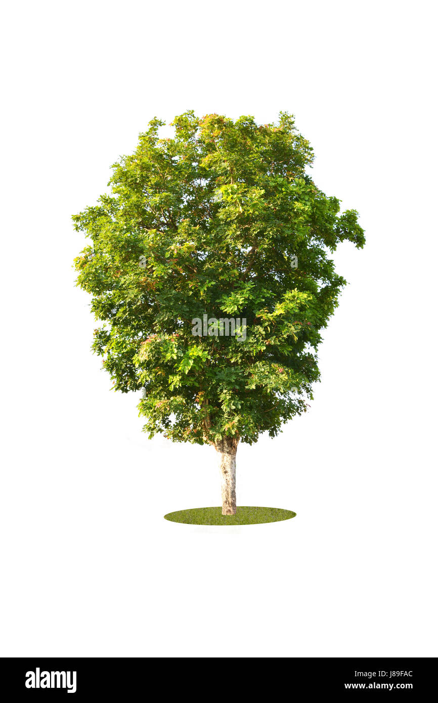 the big tree isolated on white background Stock Photo - Alamy