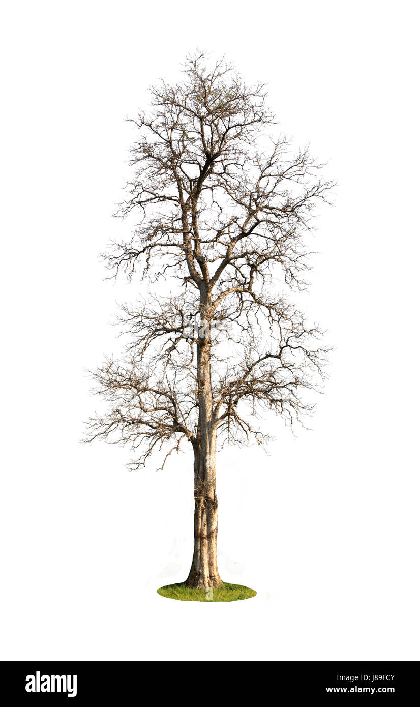 the big dead tree isolated on white background Stock Photo - Alamy