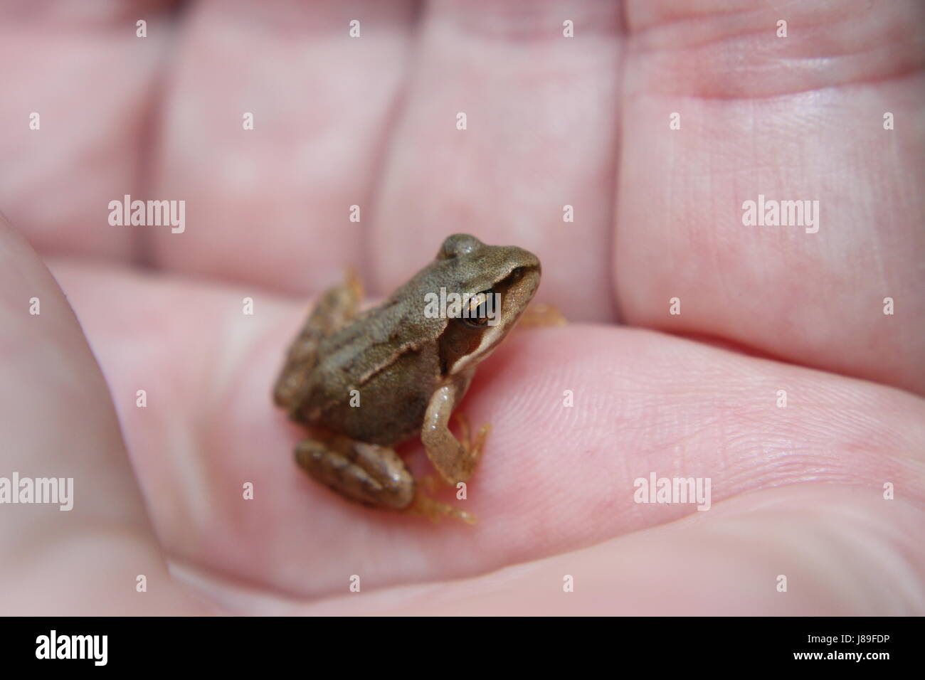 Frog on hand hi-res stock photography and images - Alamy