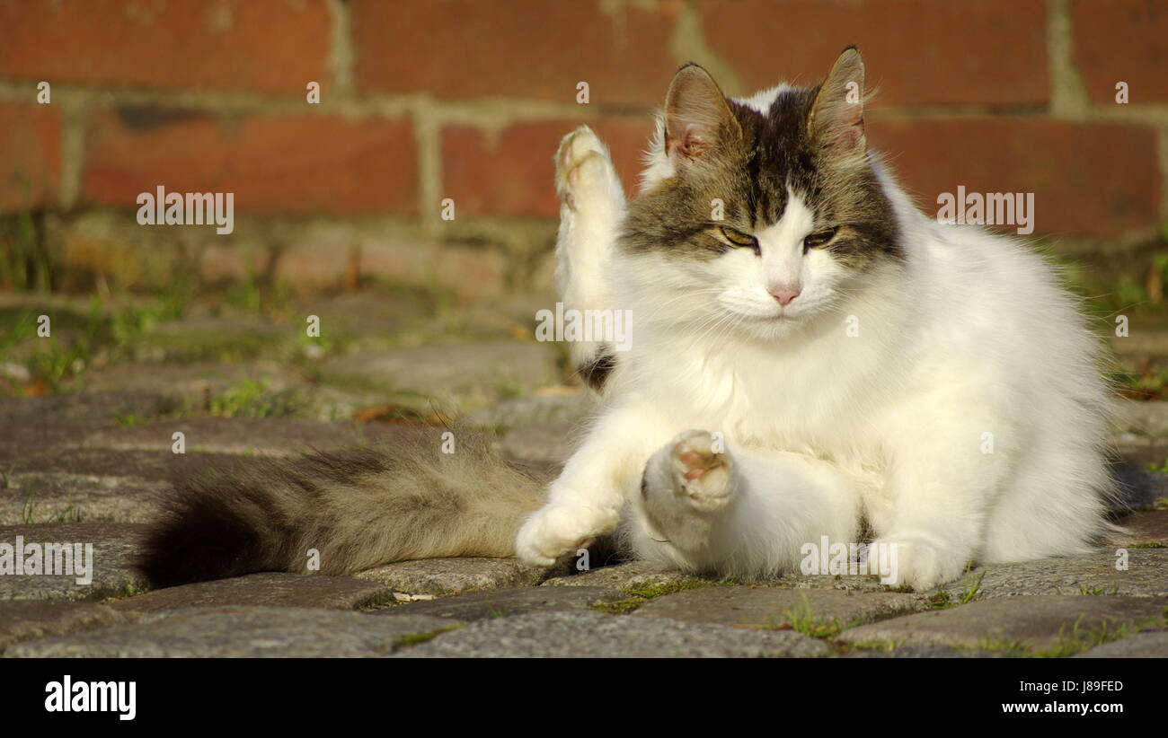 Puschel hi-res stock photography and images - Alamy