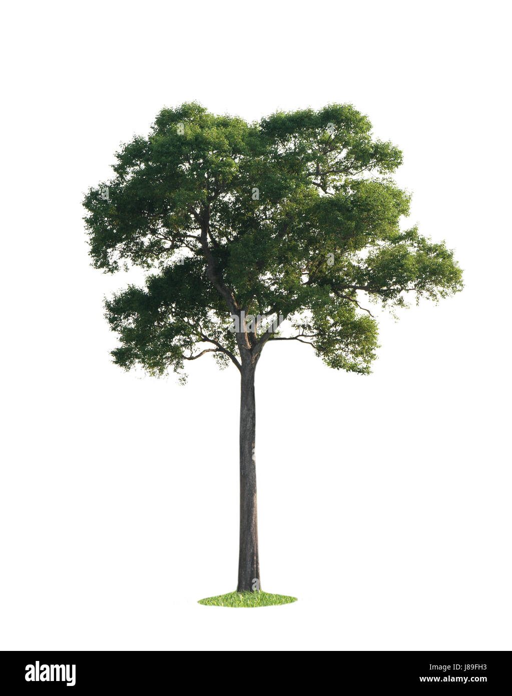 Big tree Cut Out Stock Images & Pictures - Alamy