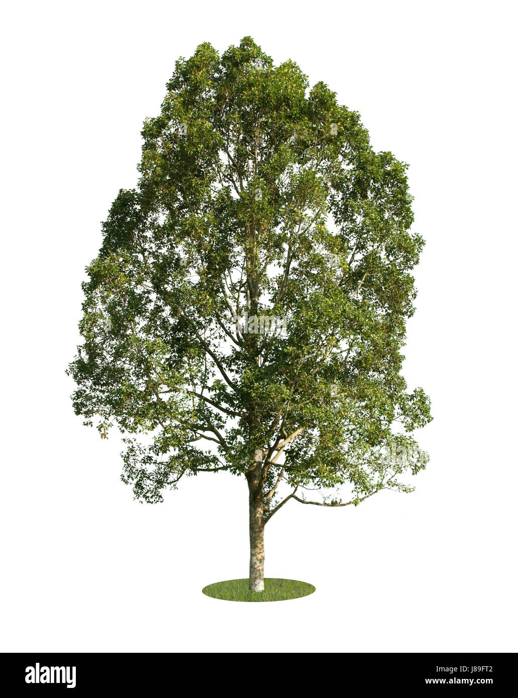 the big tree isolated on white background Stock Photo - Alamy