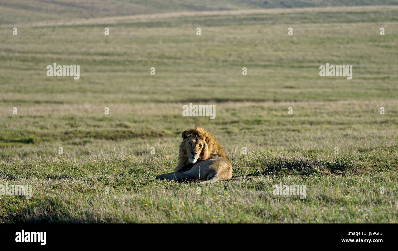 Lions of Ngorongoro Crater, Tanzania Stock Photo - Alamy