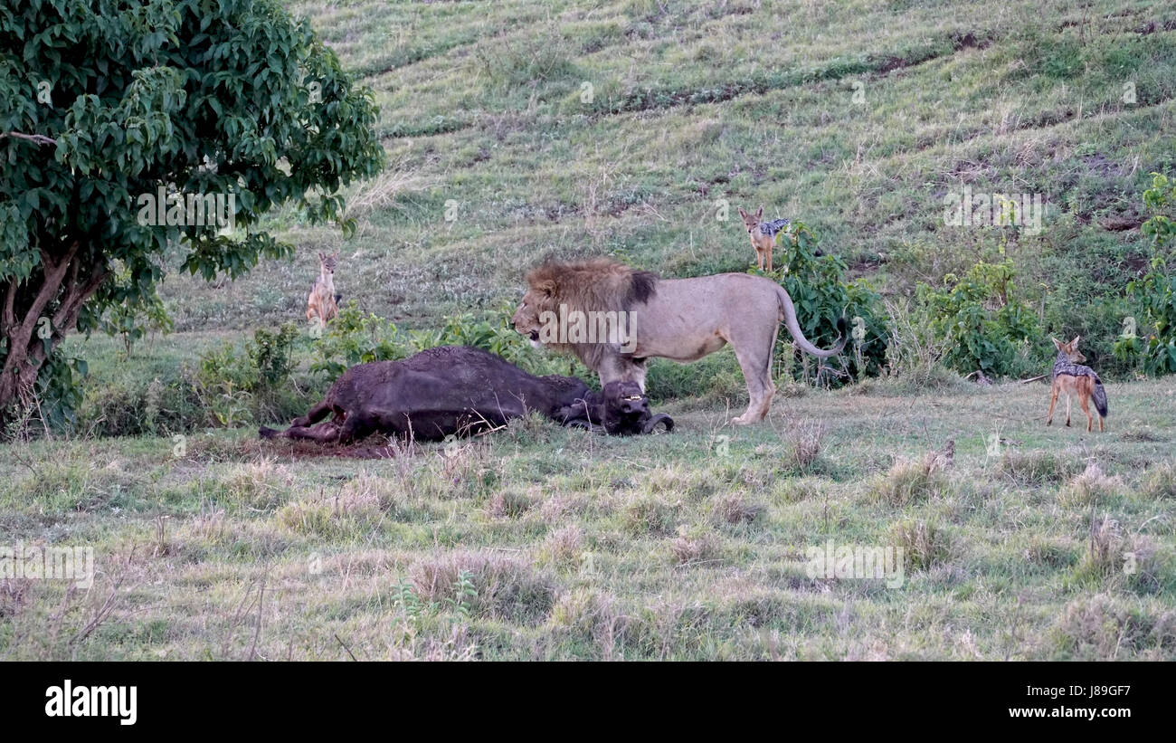 Lions of Ngorongoro Crater, Tanzania Stock Photo - Alamy