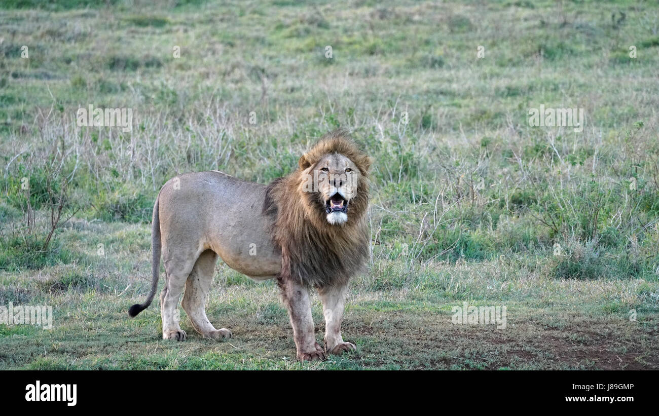 Lions of Ngorongoro Crater, Tanzania Stock Photo - Alamy