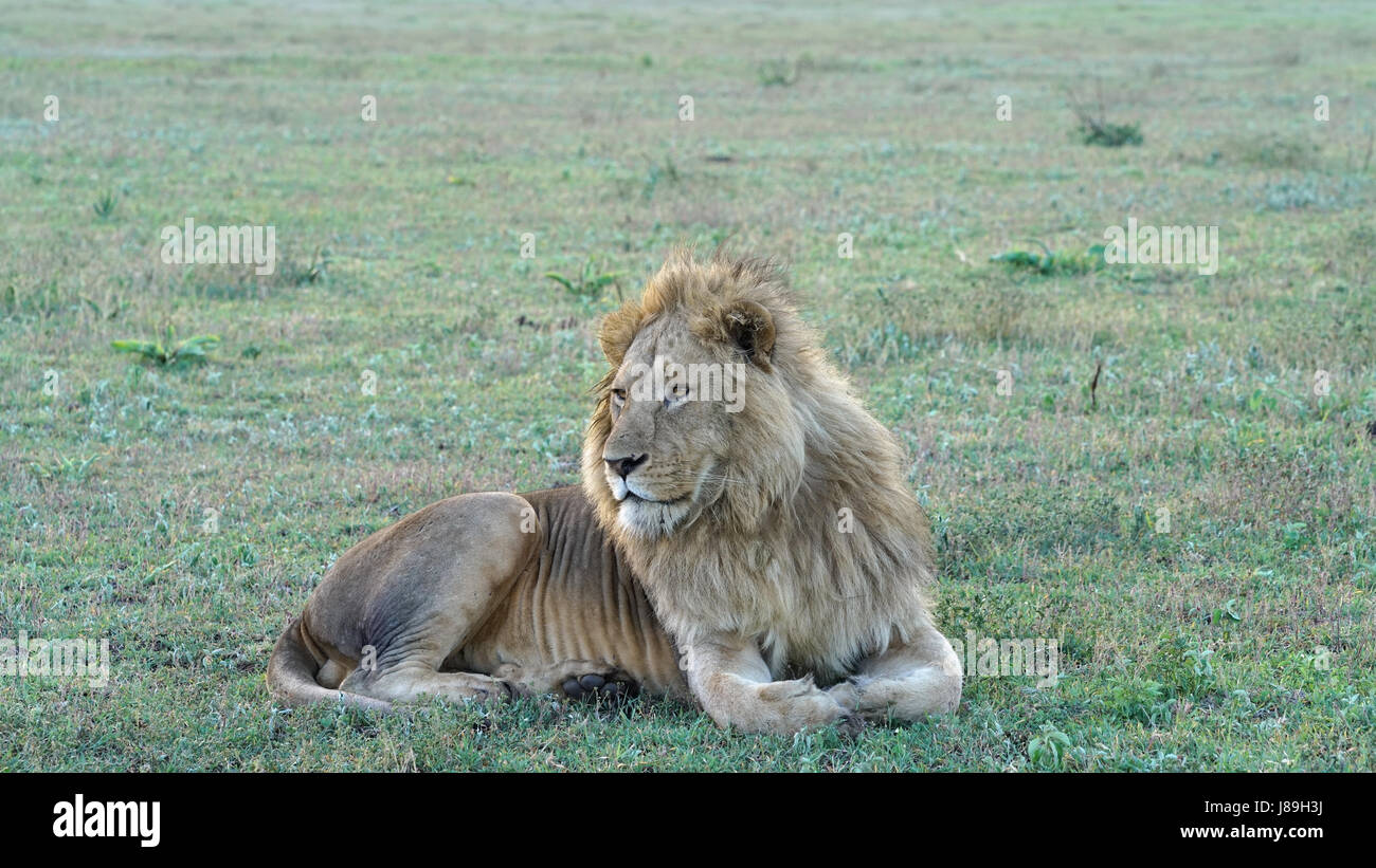 Lions of Ngorongoro Crater, Tanzania Stock Photo - Alamy