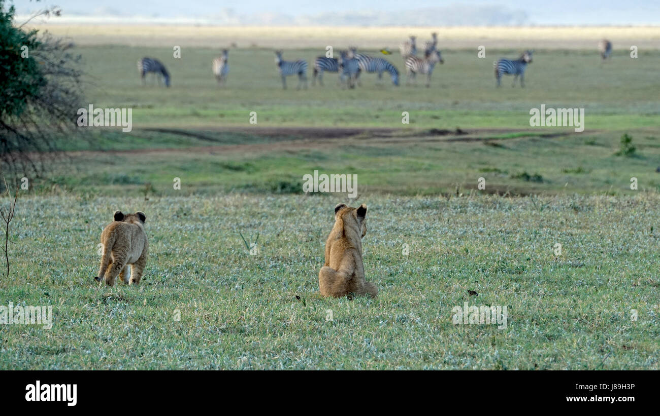 Lions of Ngorongoro Crater, Tanzania Stock Photo - Alamy