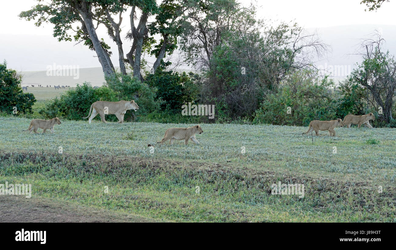 Lions of Ngorongoro Crater, Tanzania Stock Photo - Alamy