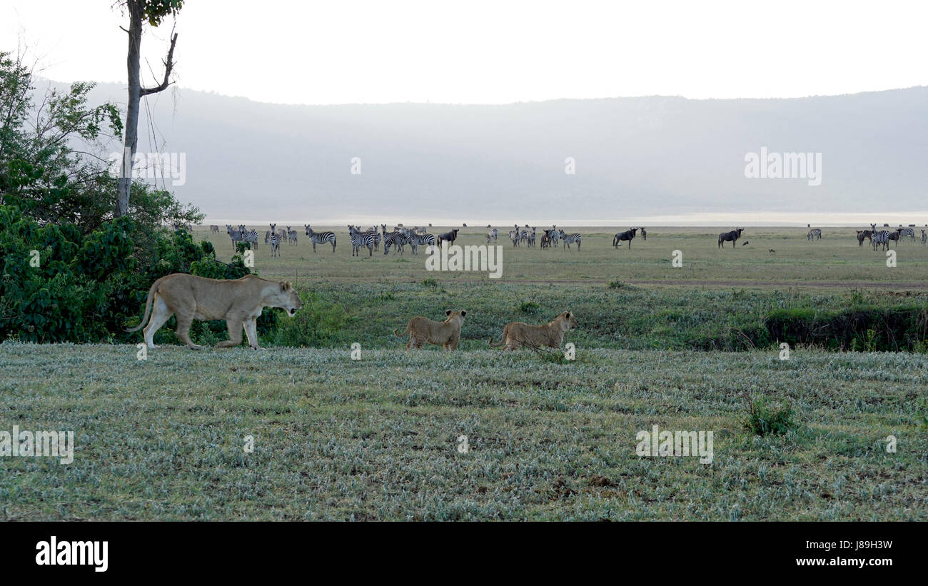 Lions of Ngorongoro Crater, Tanzania Stock Photo - Alamy