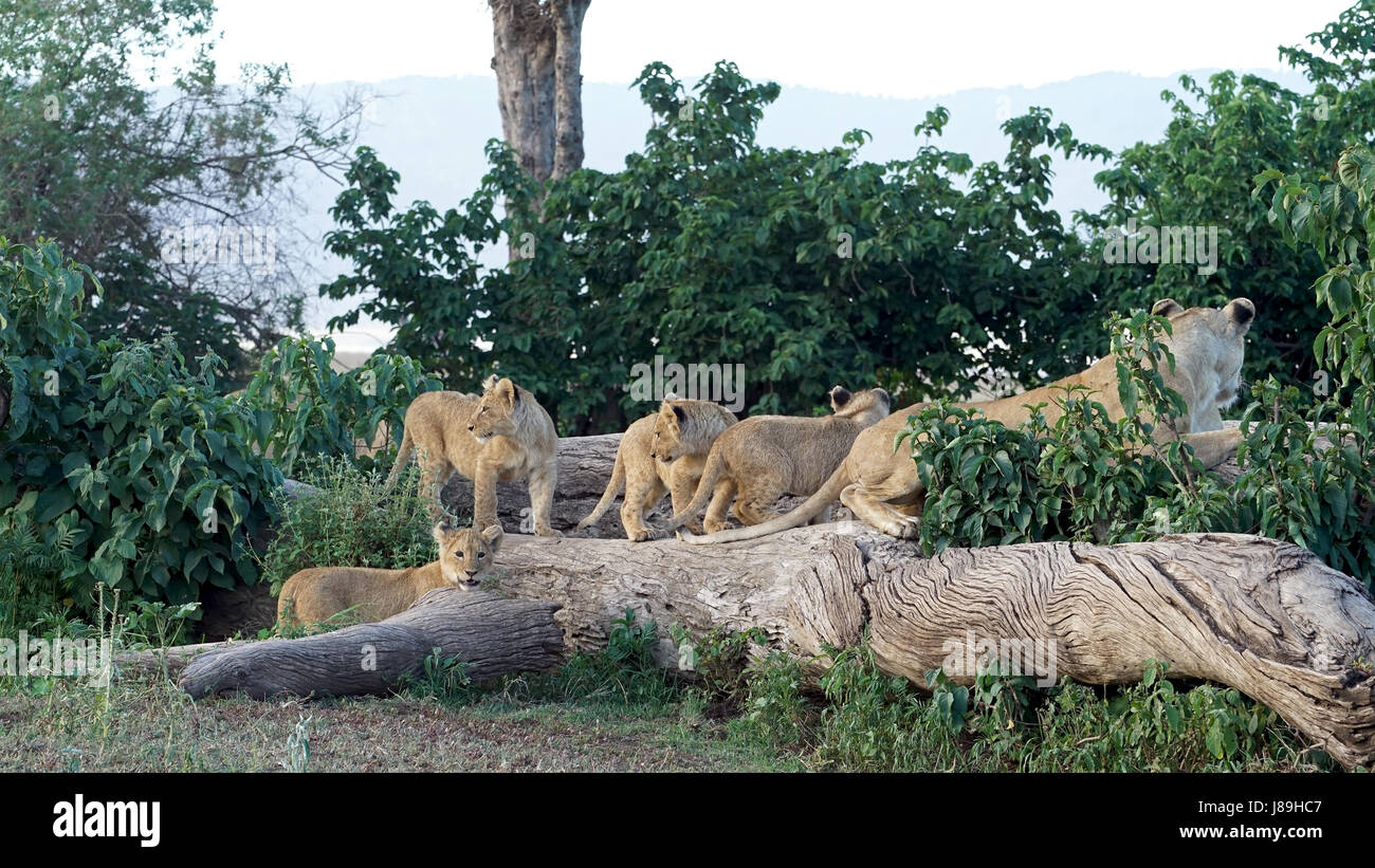 Lions of Ngorongoro Crater, Tanzania Stock Photo - Alamy