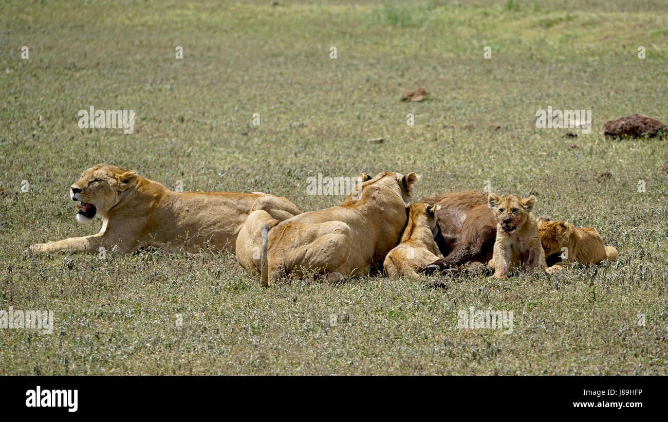 Lions of Ngorongoro Crater, Tanzania Stock Photo - Alamy