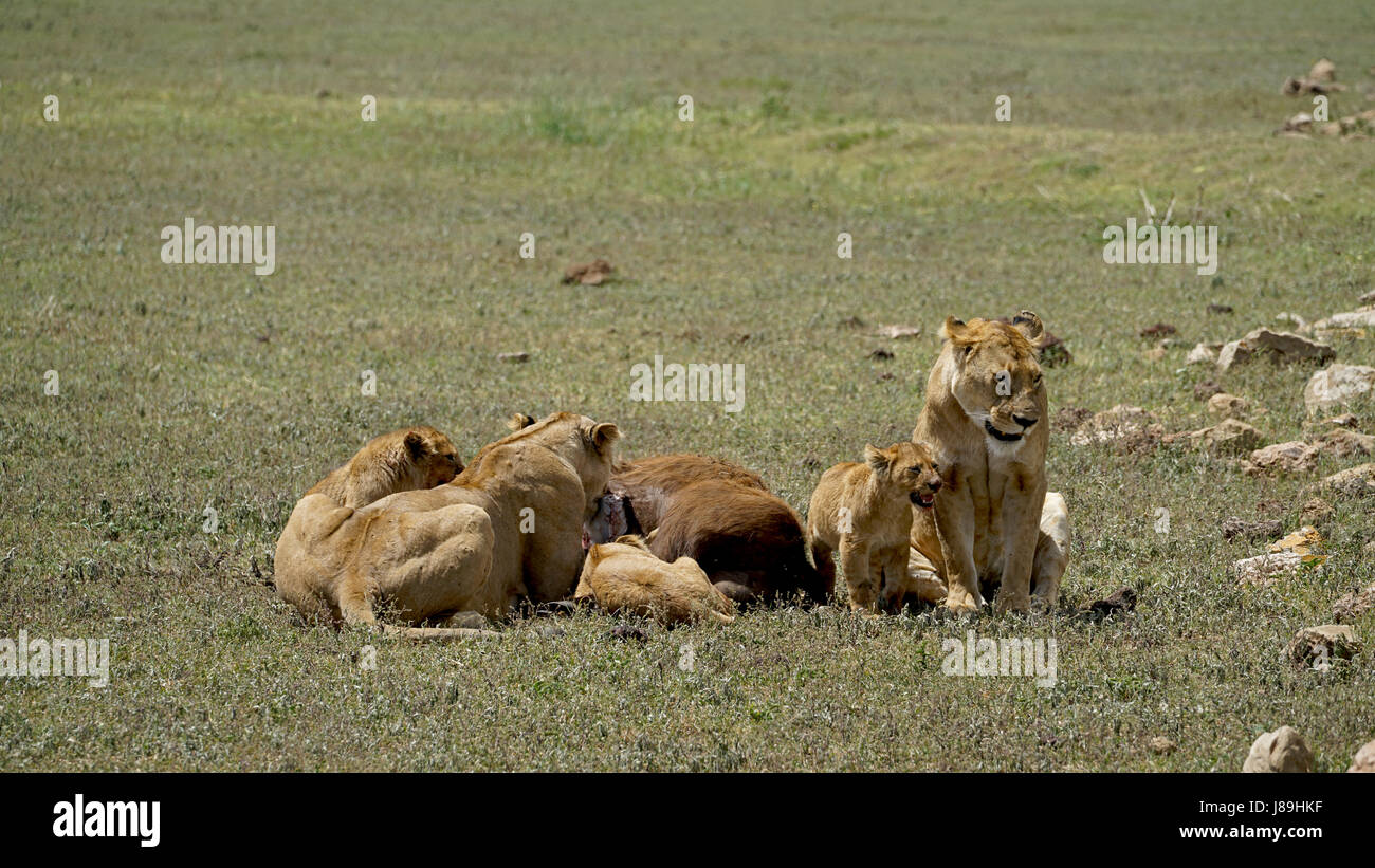 Lions of Ngorongoro Crater, Tanzania Stock Photo - Alamy