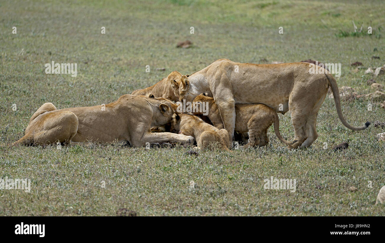 Lions of Ngorongoro Crater, Tanzania Stock Photo - Alamy