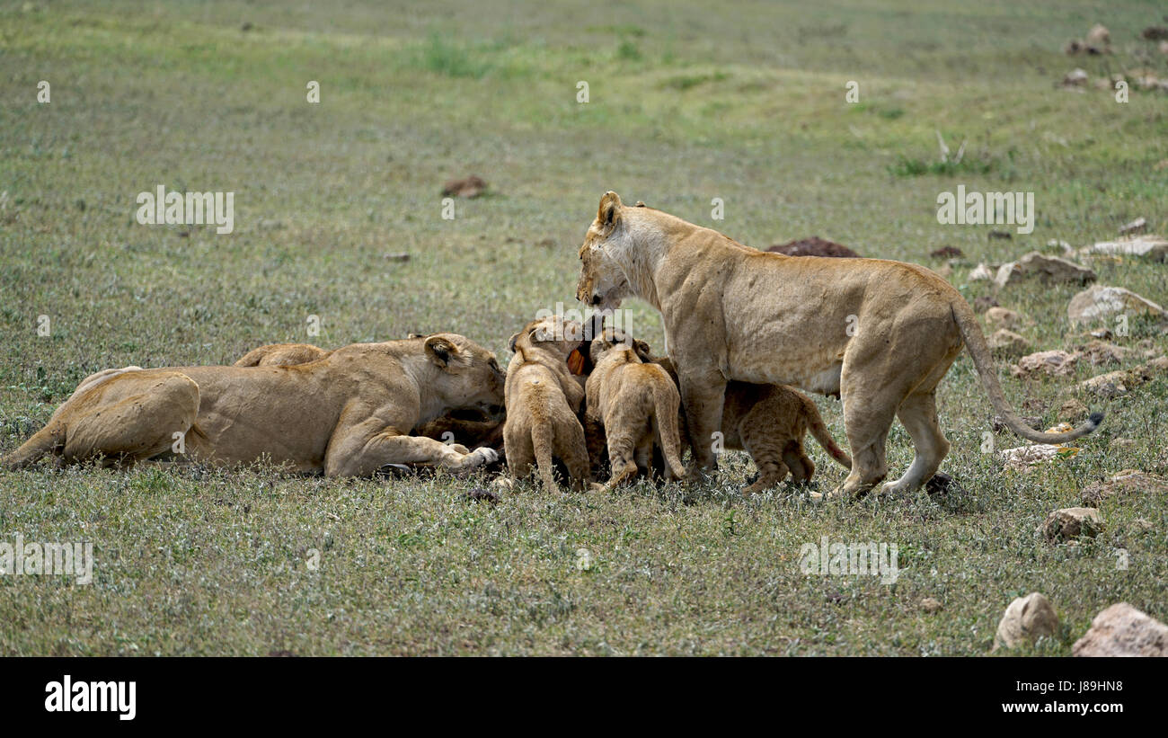 Lions of Ngorongoro Crater, Tanzania Stock Photo - Alamy