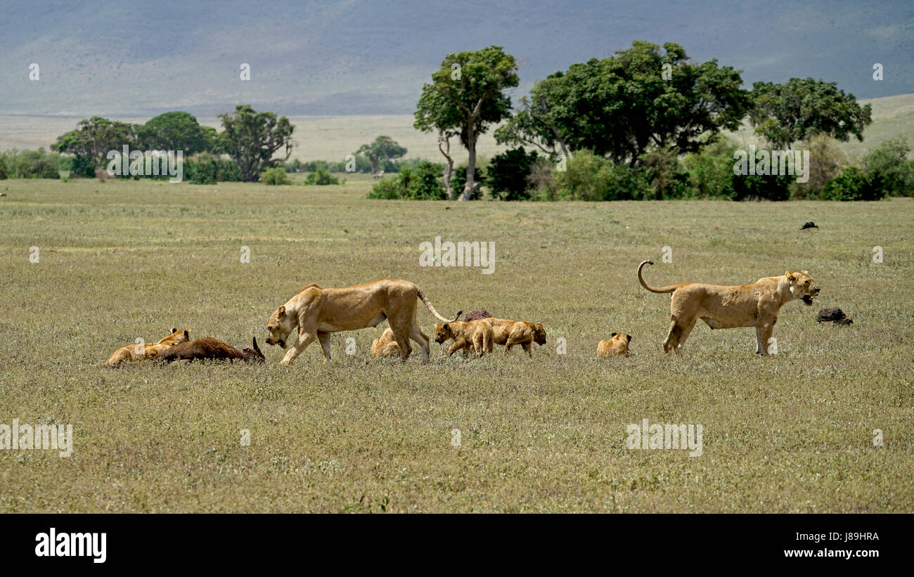 Lions of Ngorongoro Crater, Tanzania Stock Photo - Alamy