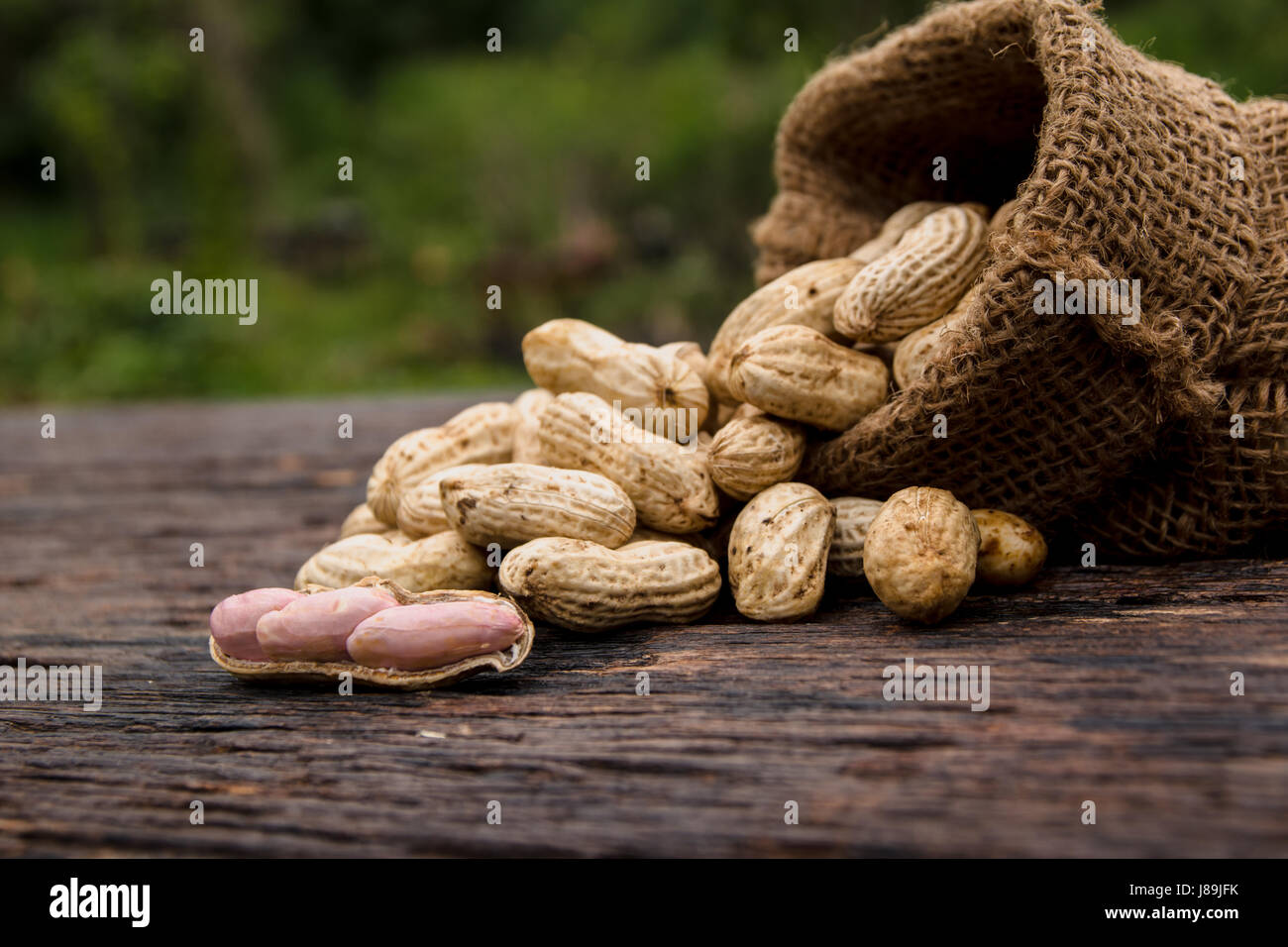 peanuts in shells in sack with fresh groundnut on wooden on nature ...