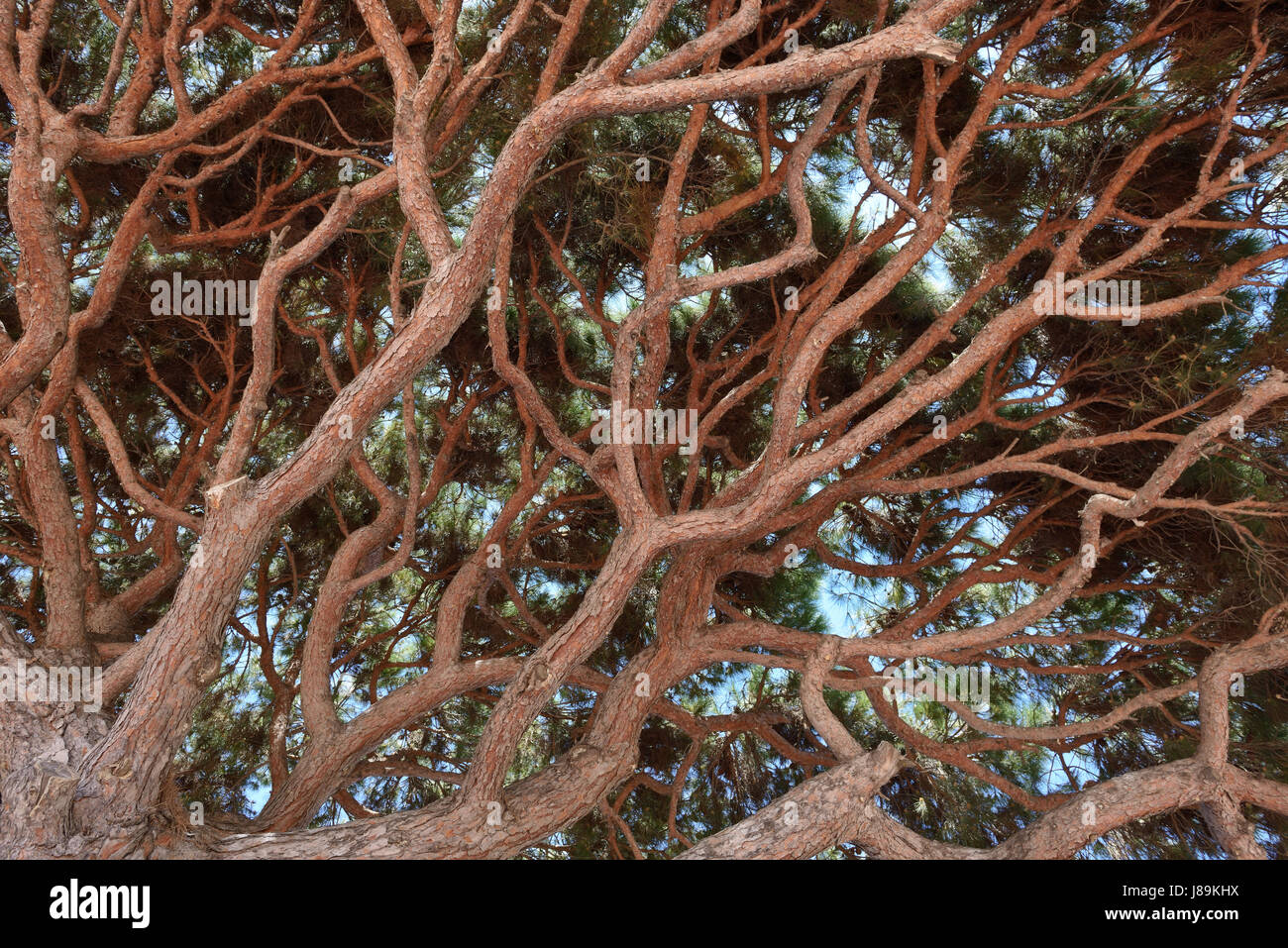 Interesting structure created by branches of a pine tree in ...