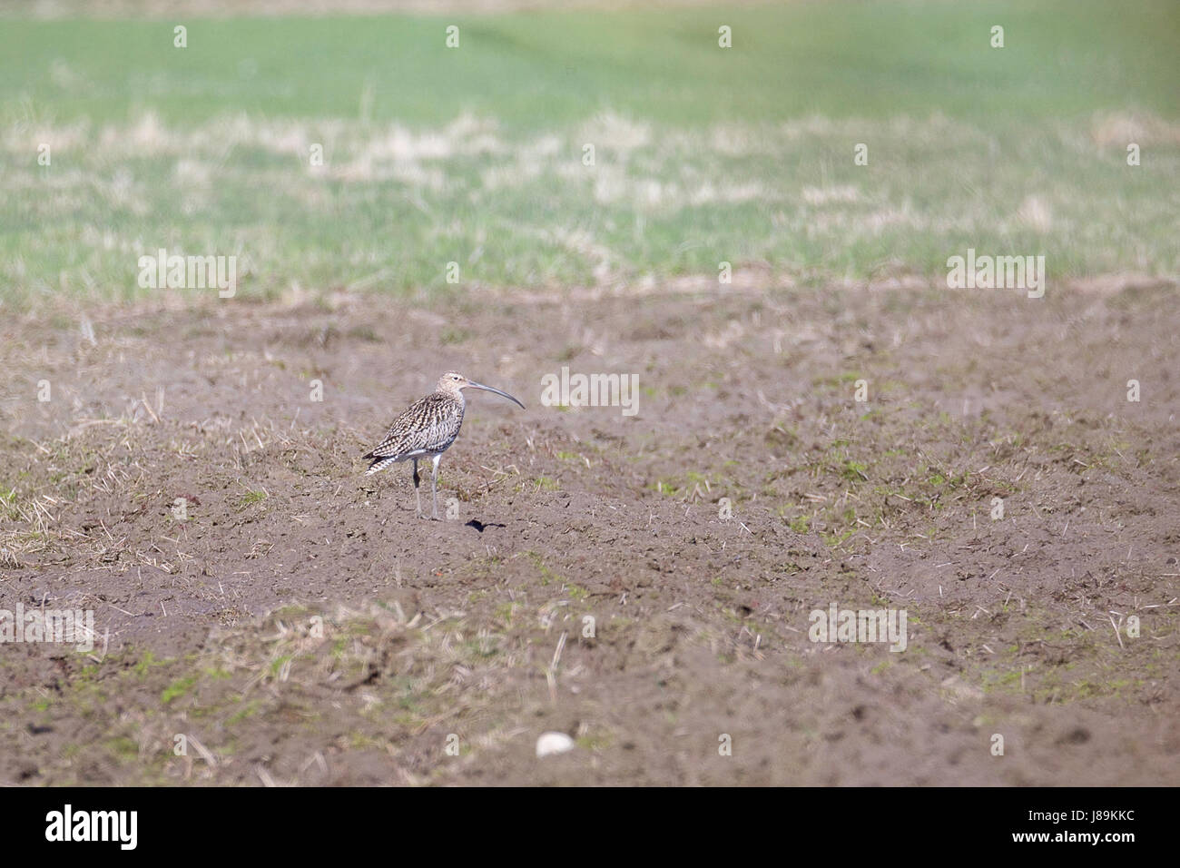 Eurasian Curlew in Field Stock Photo - Alamy