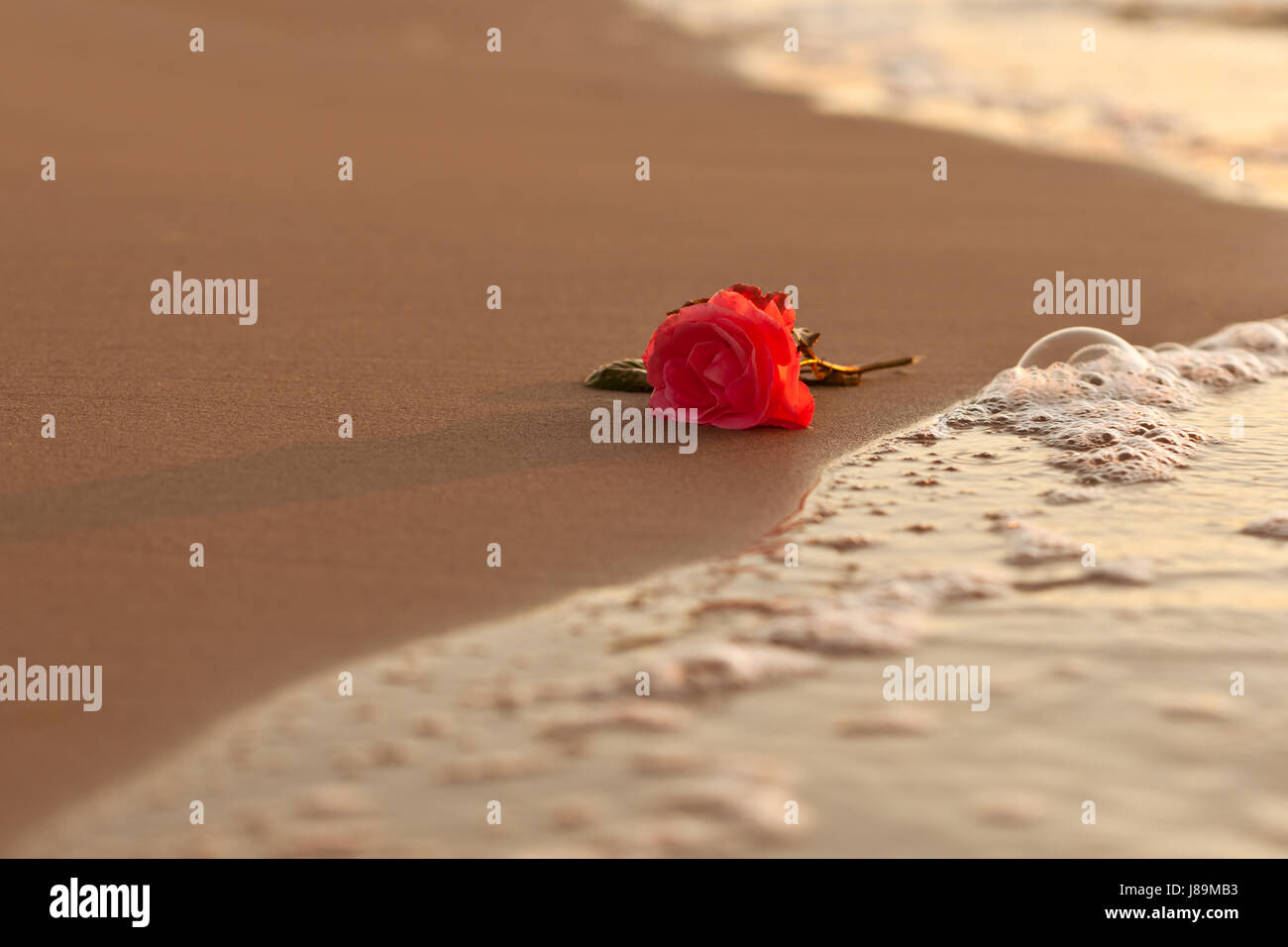flower, rose, plant, romantic, beach, seaside, the beach, seashore ...