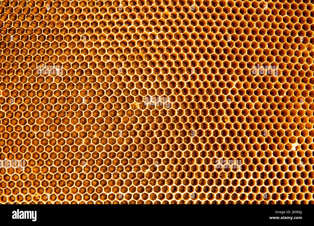 Background texture and pattern honeycomb from a bee hive filled with ...
