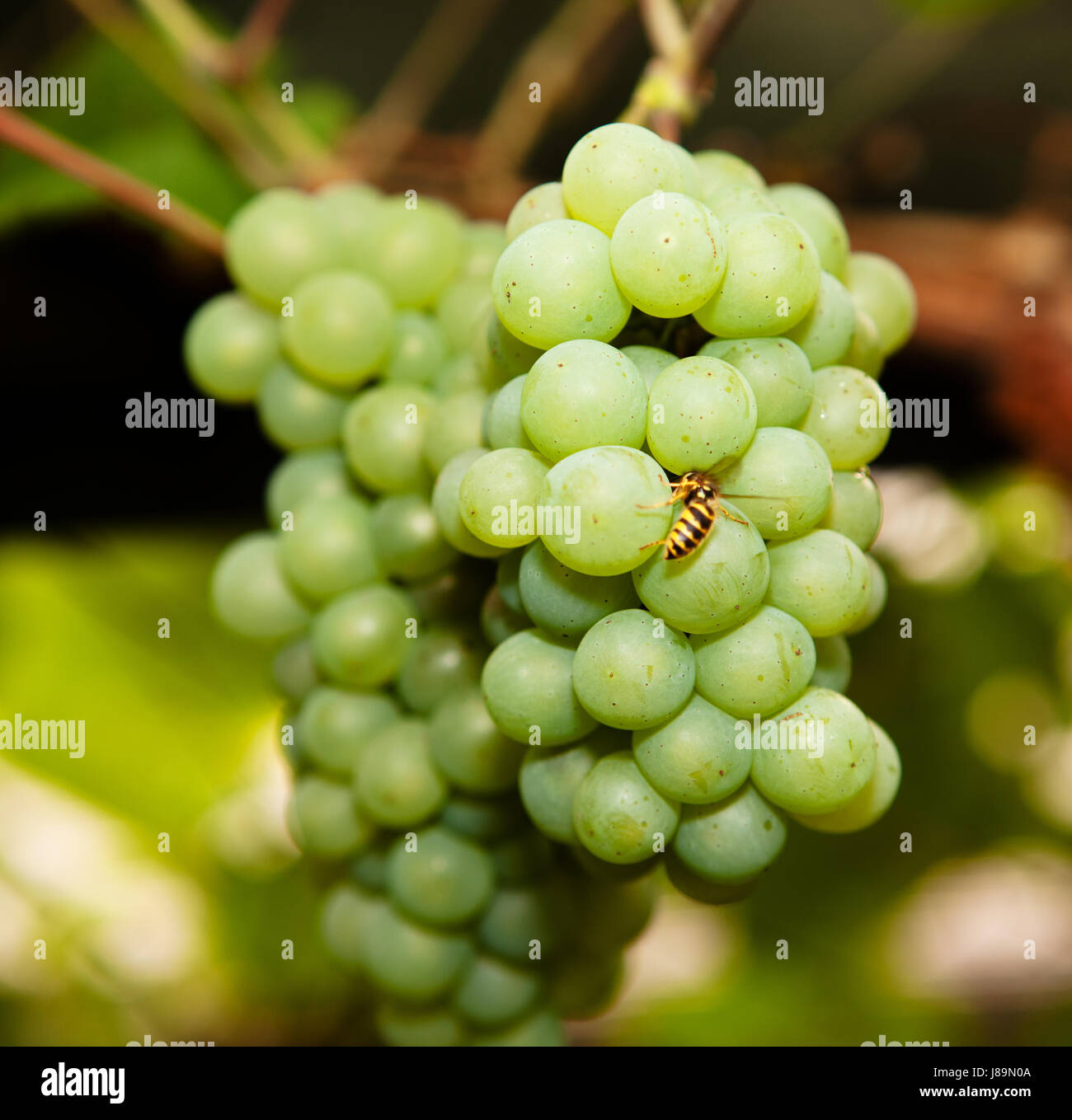alcohol, grapes, fruit, vine, grape vine, grape-vine, leaf, health ...