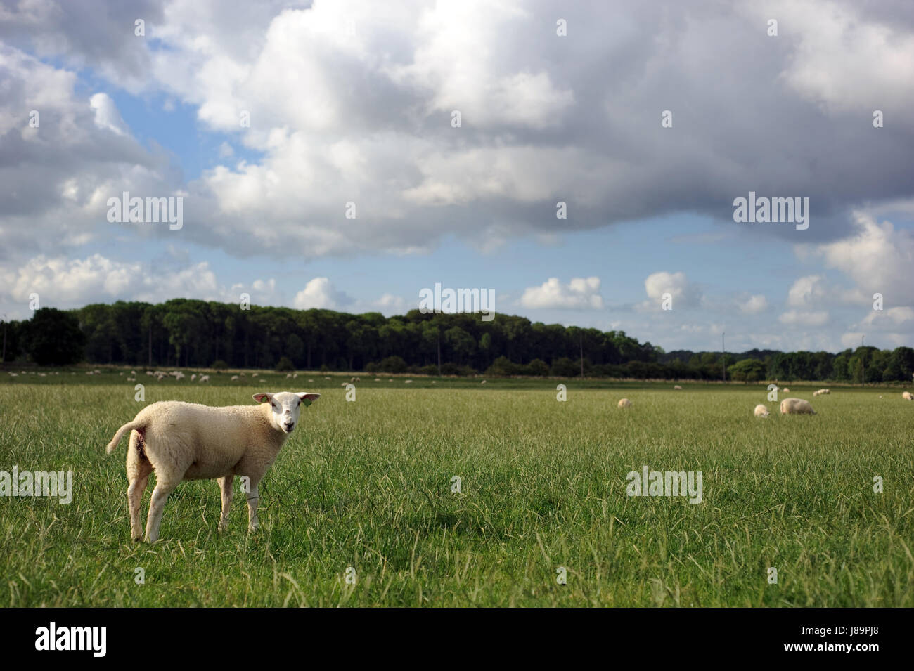 Animal at cloudy weather hi-res stock photography and images - Alamy