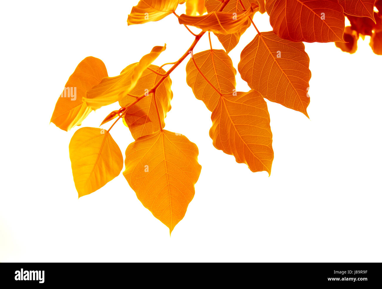 The orange leave isolated on white background Stock Photo - Alamy