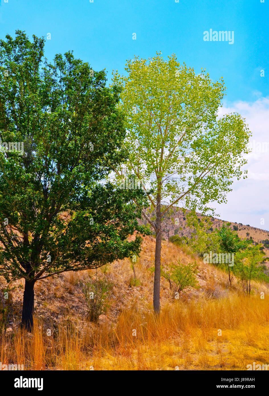 tree, trees, mountains, leaves, branches, branch, bush, brush, limbs ...