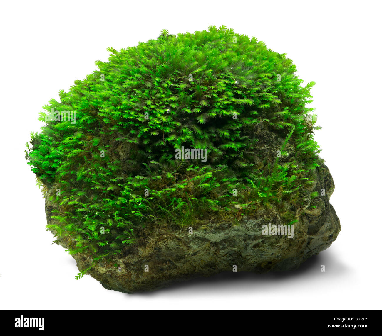 moss, lawn, green, river, water, plant, rock, small, tiny, little ...