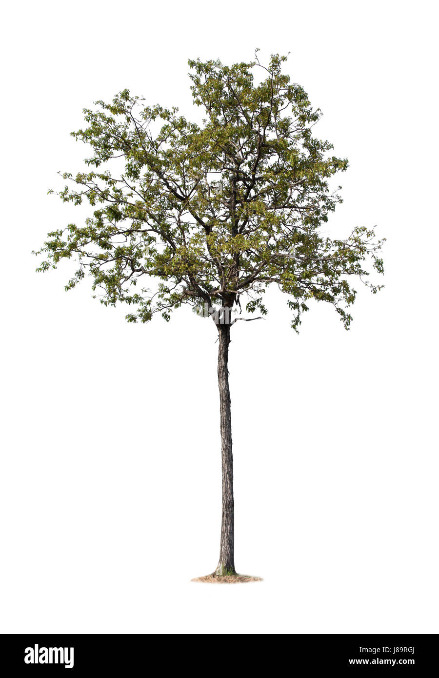 the big tree isolated on white background Stock Photo - Alamy