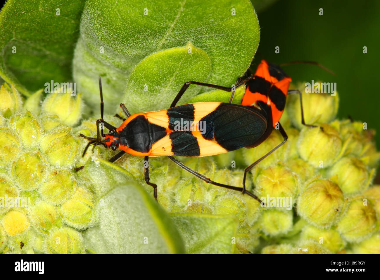 Illinois insect hi-res stock photography and images - Alamy
