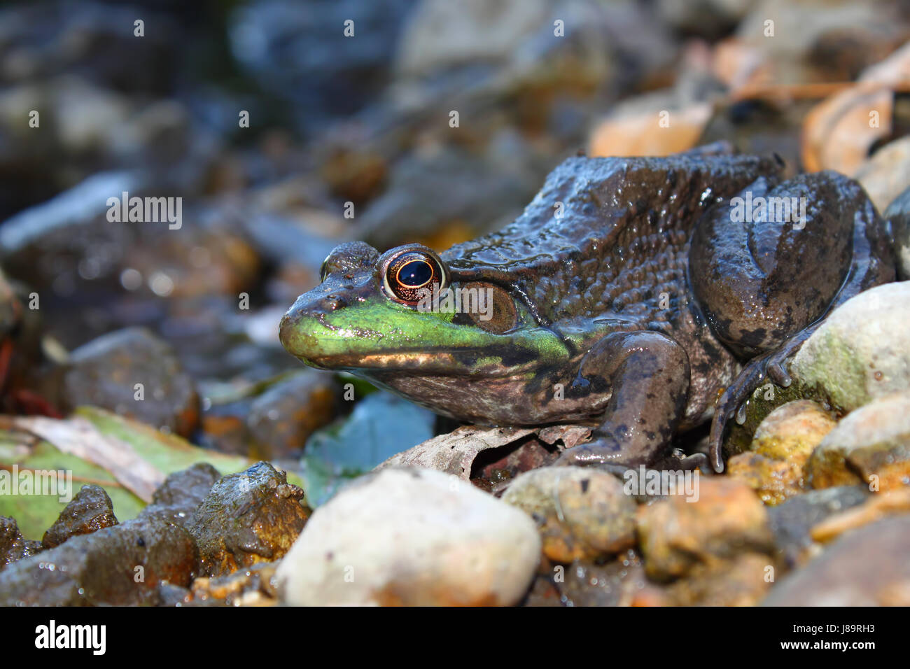 frog, dapper, accosting, pretty, prettily, prettier, ravishing ...
