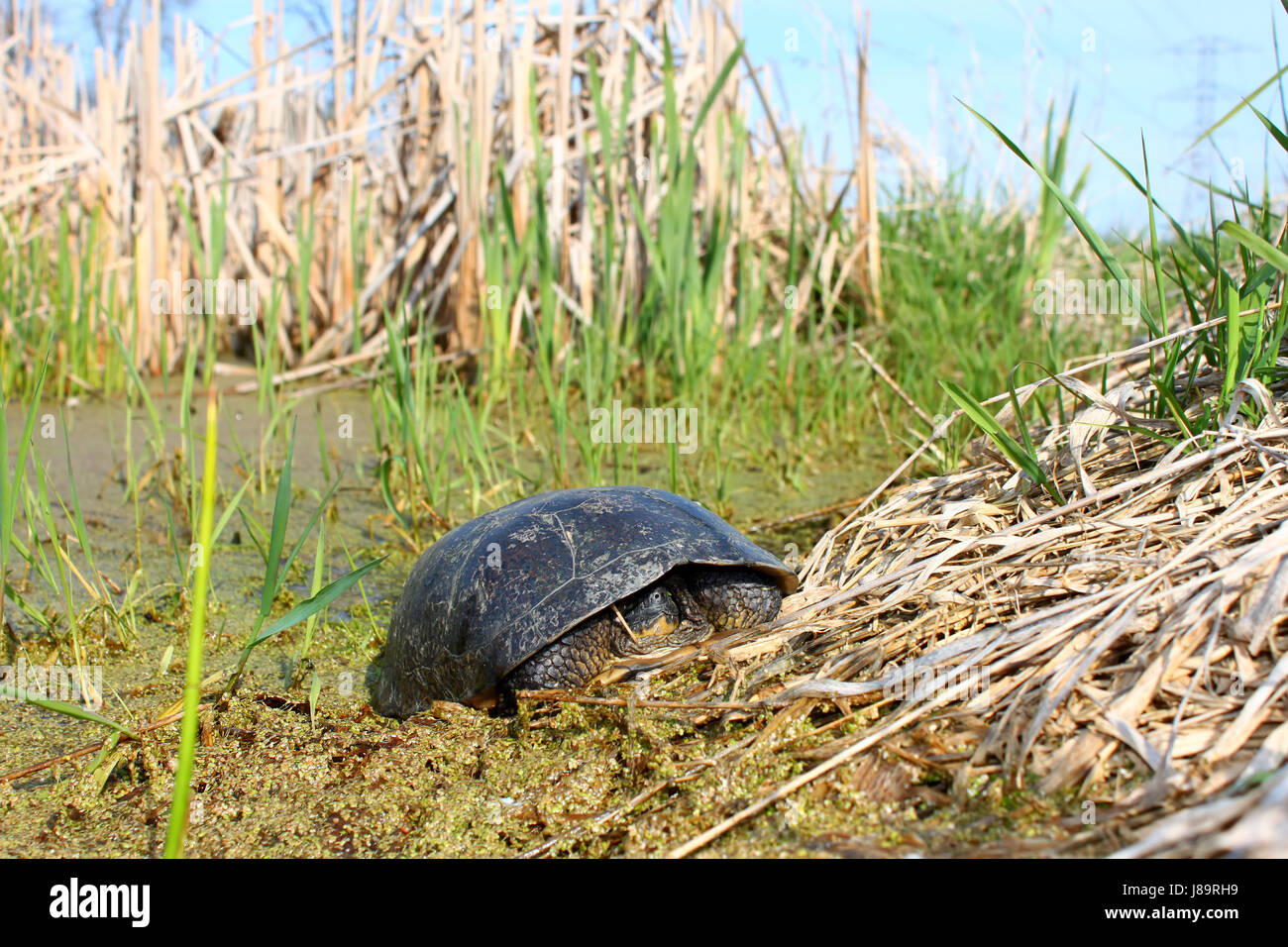 reptile, turtle, tortoise, laugh, laughs, laughing, twit, giggle, smile ...