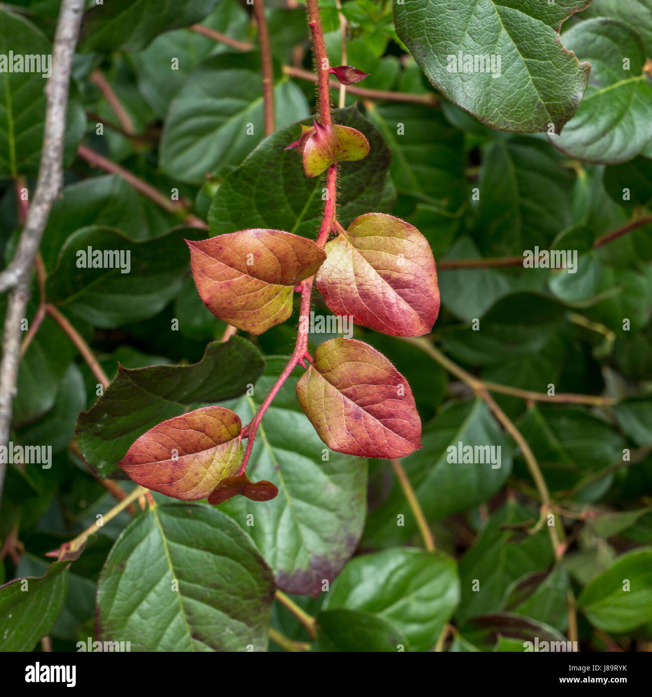 Beautifully colourful salal leaves. On the lake trail at Beaver Lake in ...