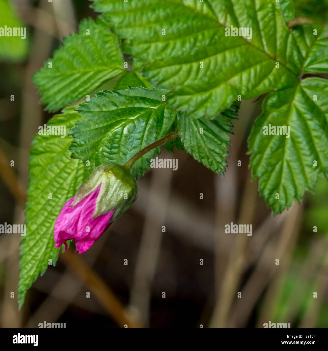 One of the first salmonberry flowers of the season! Near Beaver Lake in ...