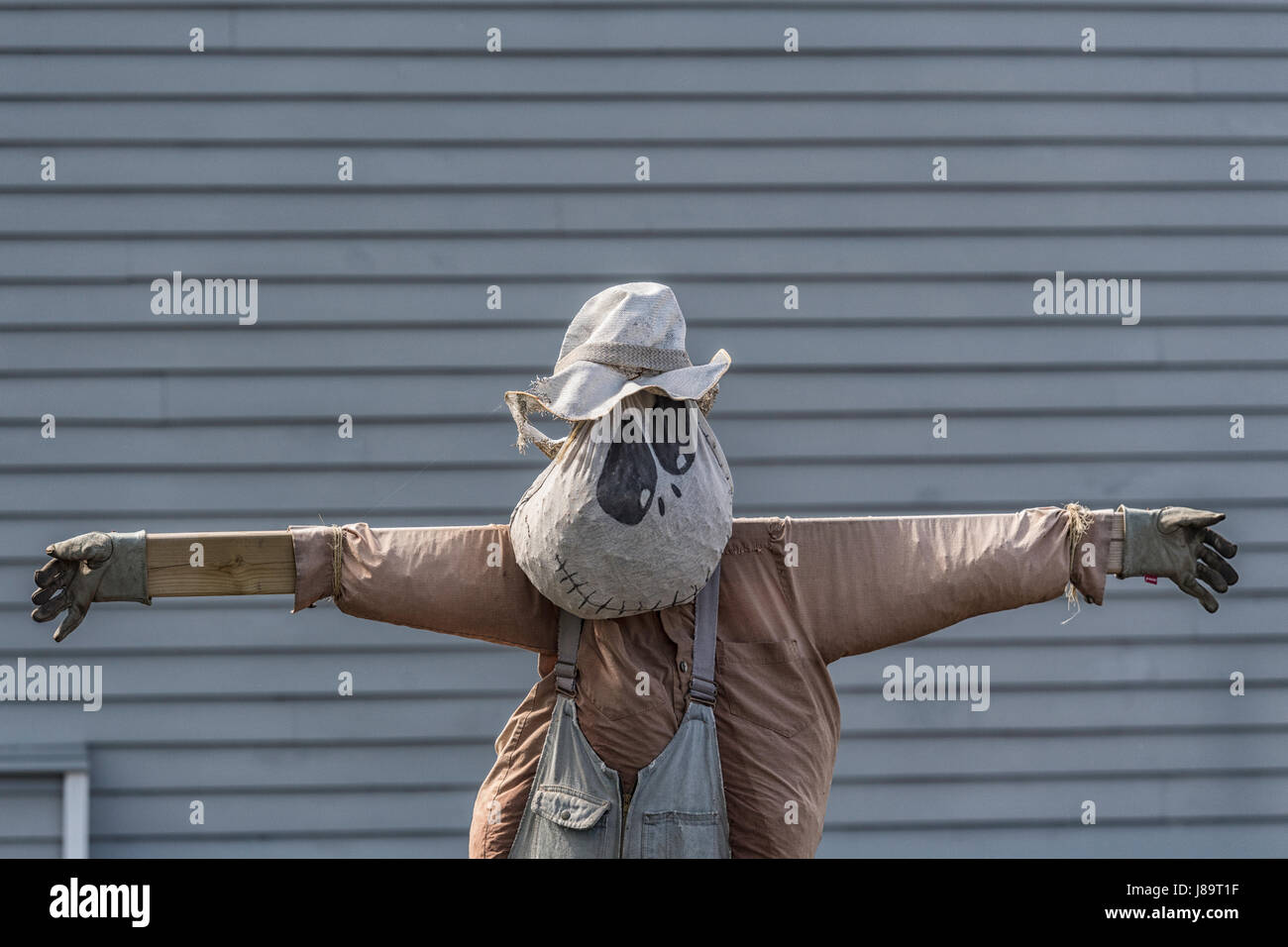 Scarecrow on a farm guarding the crop Stock Photo - Alamy