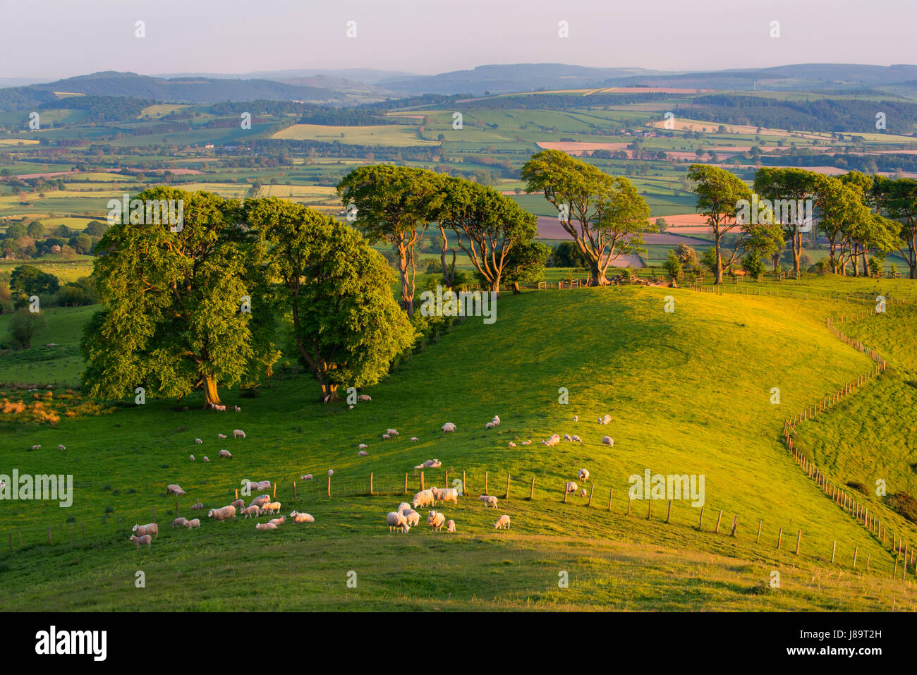 Sheep grazing in the evening sunlight on Linley Hill, near Norbury ...
