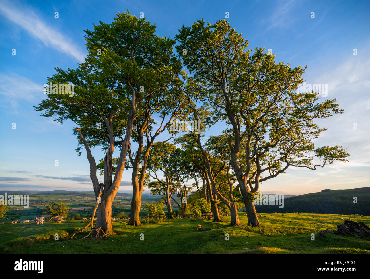 Linley beech trees hi-res stock photography and images - Alamy