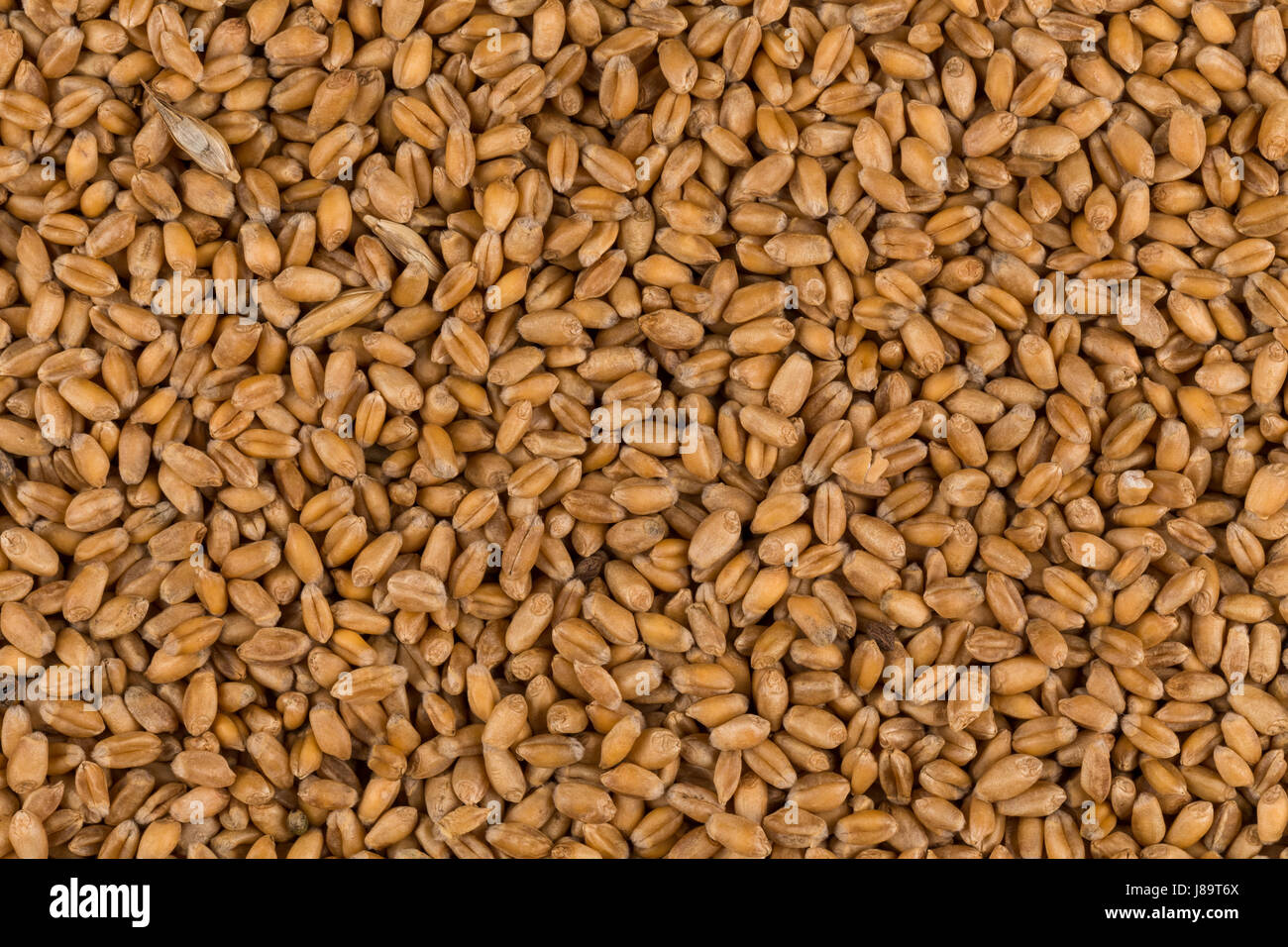 whole background of raw wheat grain closeup Stock Photo - Alamy