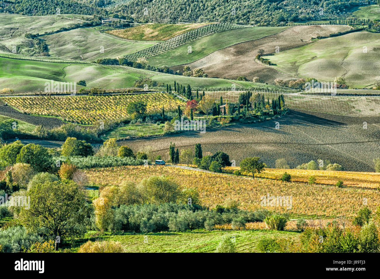 Chianina italy hi-res stock photography and images - Alamy