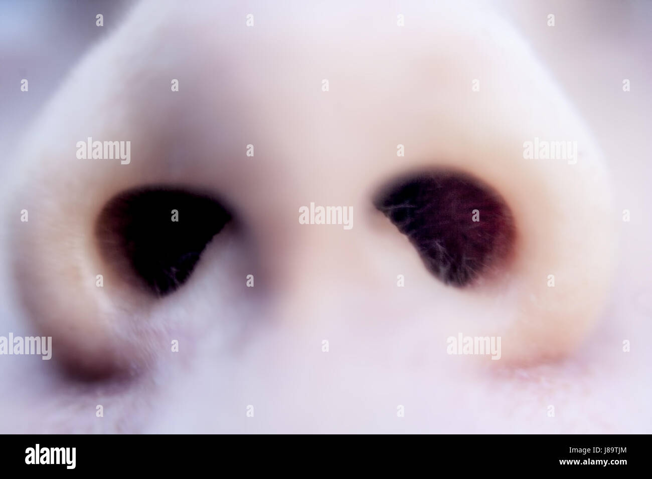 Close up of a Kid's nose Stock Photo - Alamy