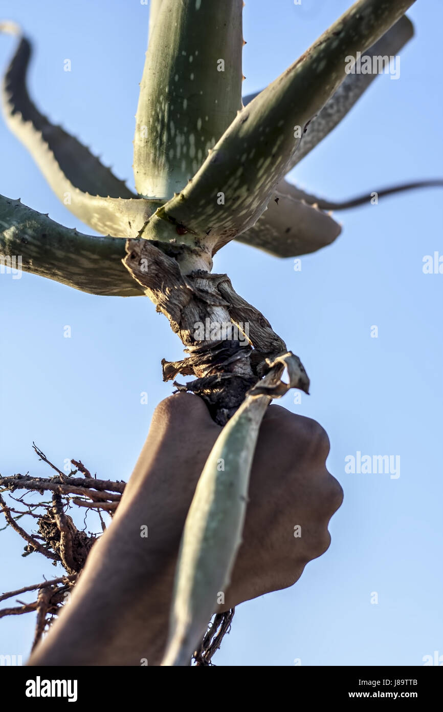 Alvera plant in a boy's hand showing towards sky Stock Photo - Alamy