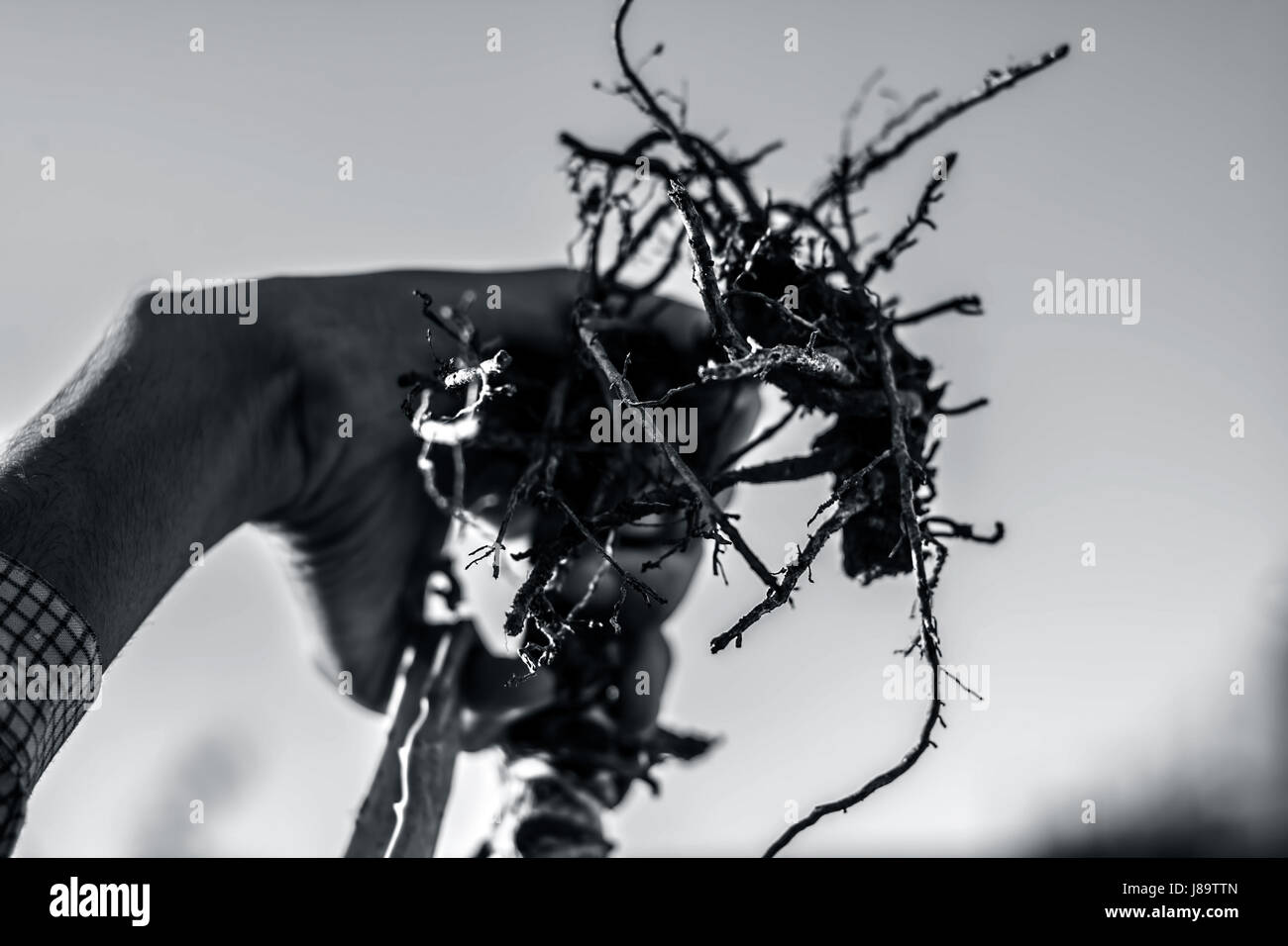 Alvera plant in a boy's hand showing towards sky Stock Photo - Alamy
