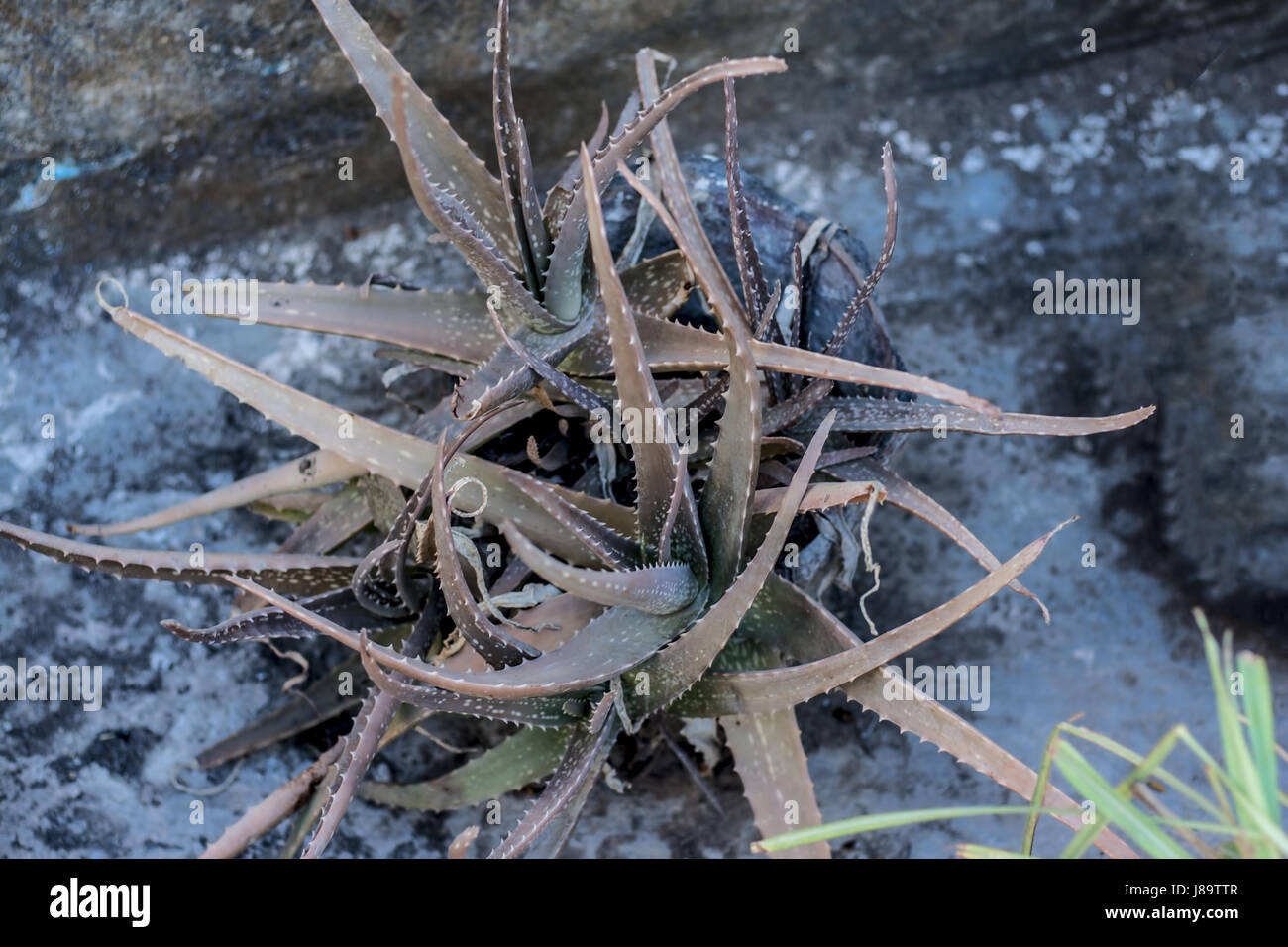 Alvera hi-res stock photography and images - Alamy