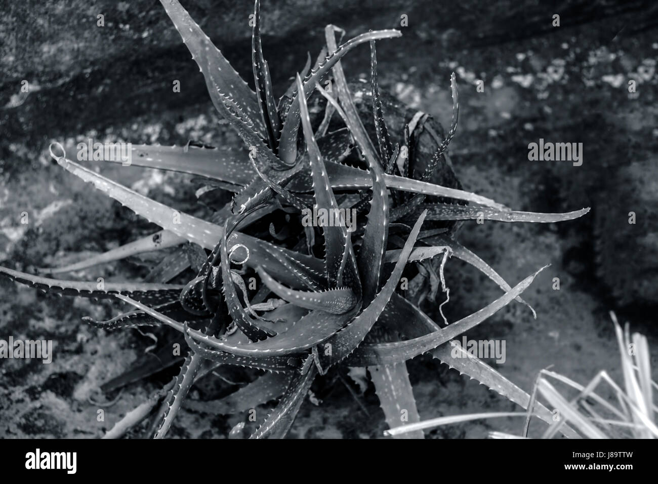 An dry Alvera plant in a flower pot Stock Photo - Alamy